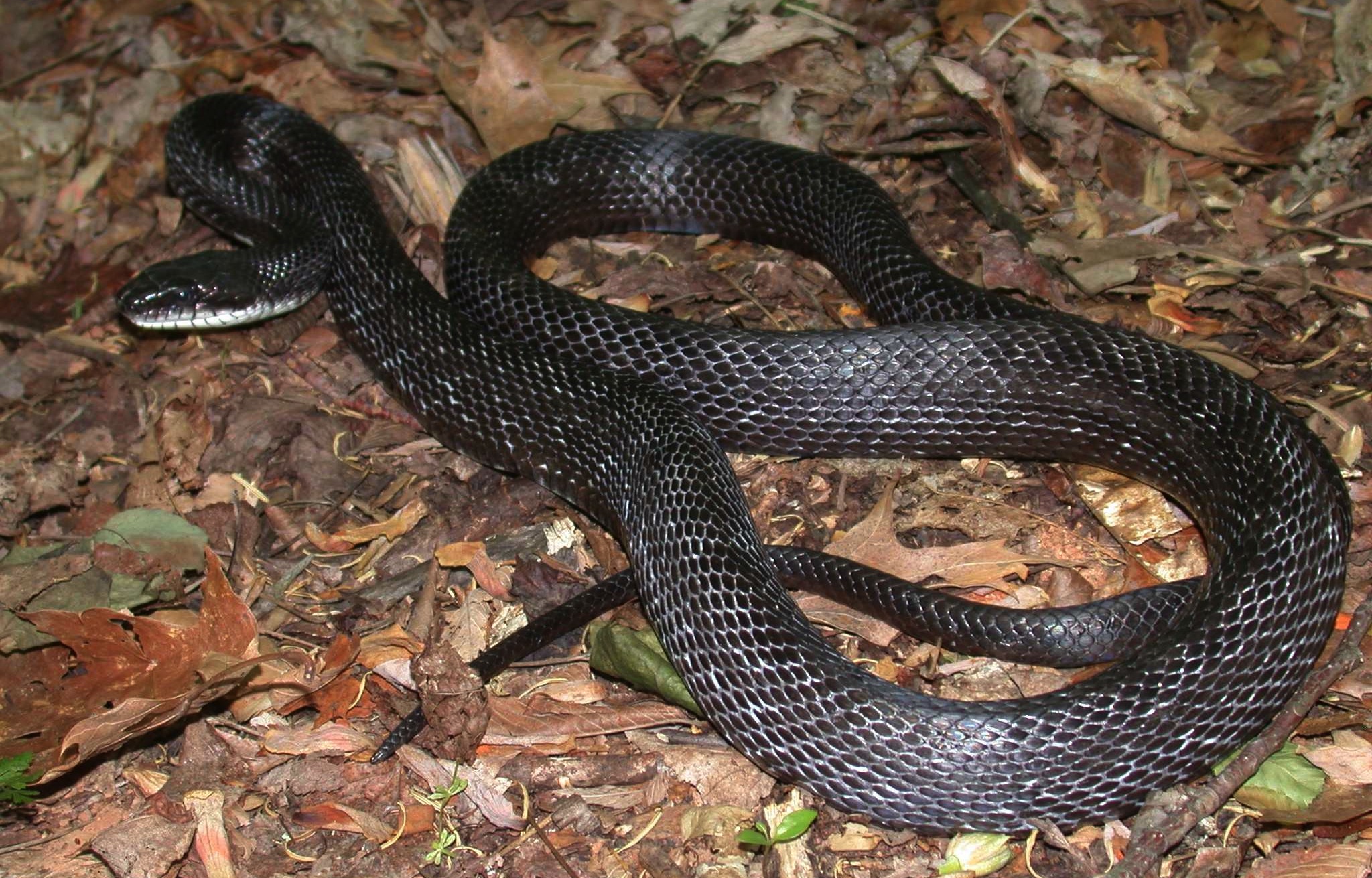 Name That Snake! - Mecklenburg County Blog