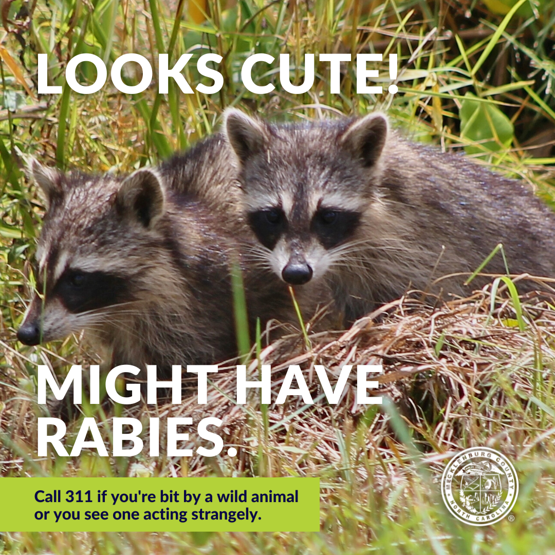 Everything You Need to Know About Rabies - Mecklenburg County Blog