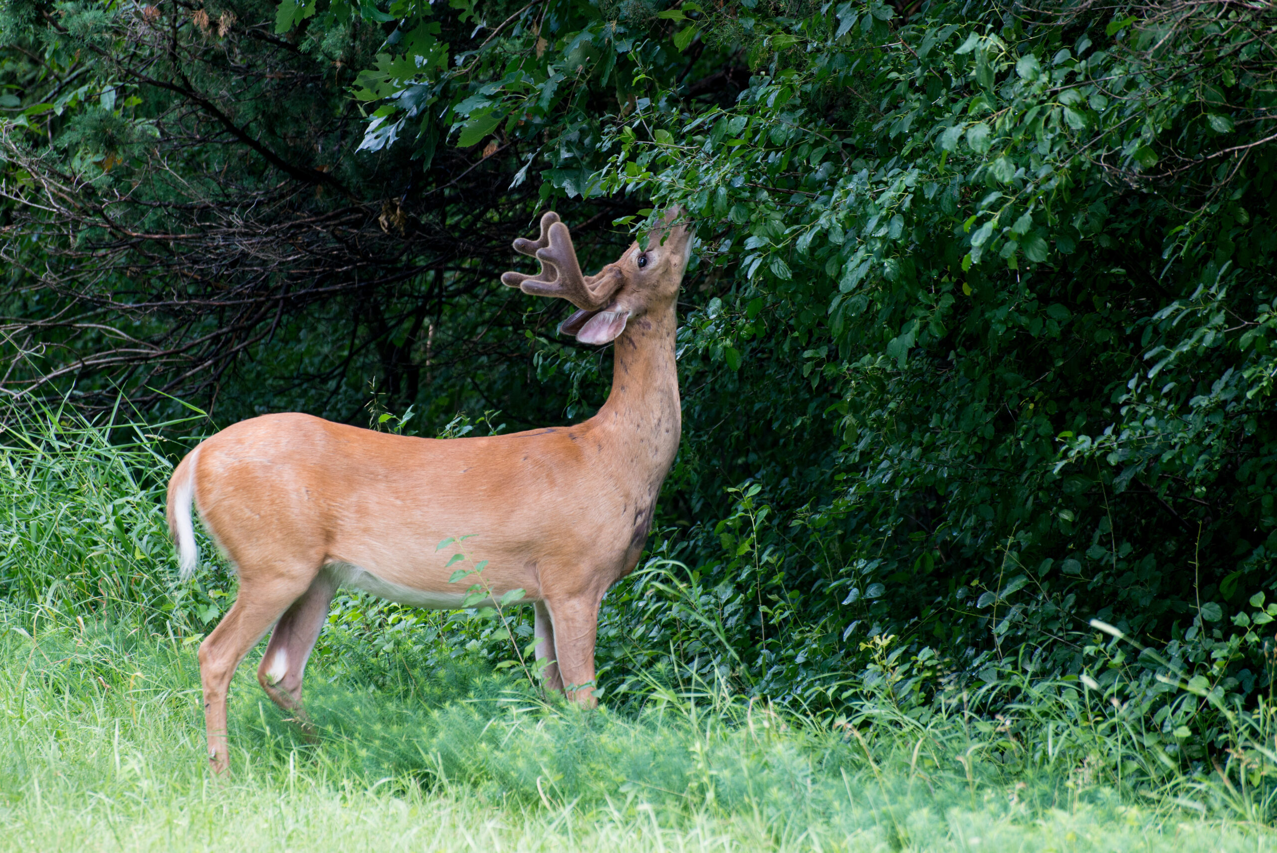 Deer Hunting for Healthy Habitats - Mecklenburg County Blog